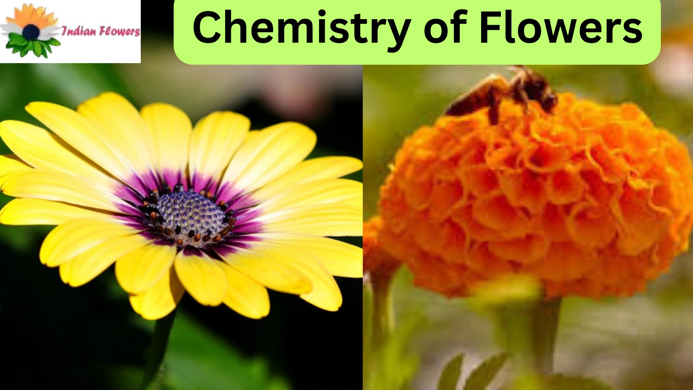 Chemistry of Flowers | Theindianflowers